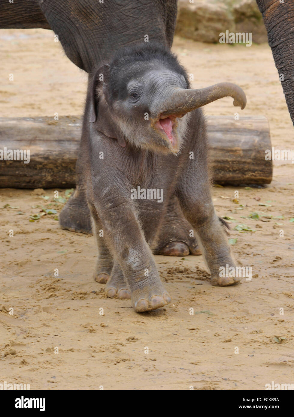 Asian elephant calf Stock Photo - Alamy
