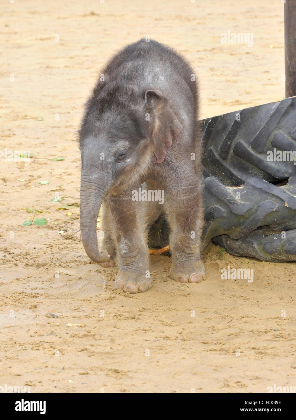 Asian elephant calf Stock Photo - Alamy
