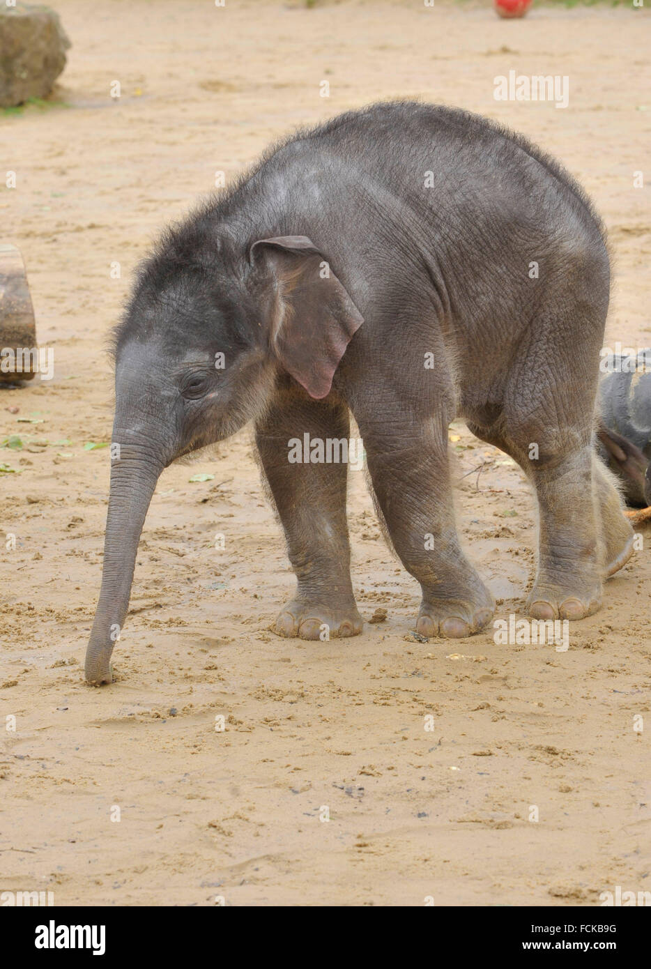 Asian elephant calf Stock Photo - Alamy