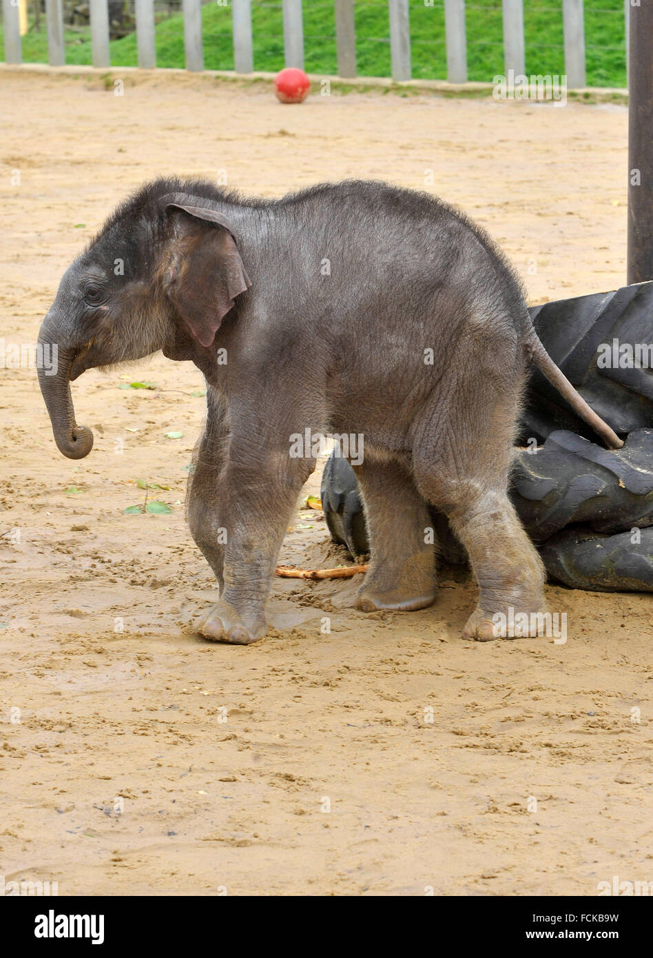 Asian elephant calf Stock Photo - Alamy