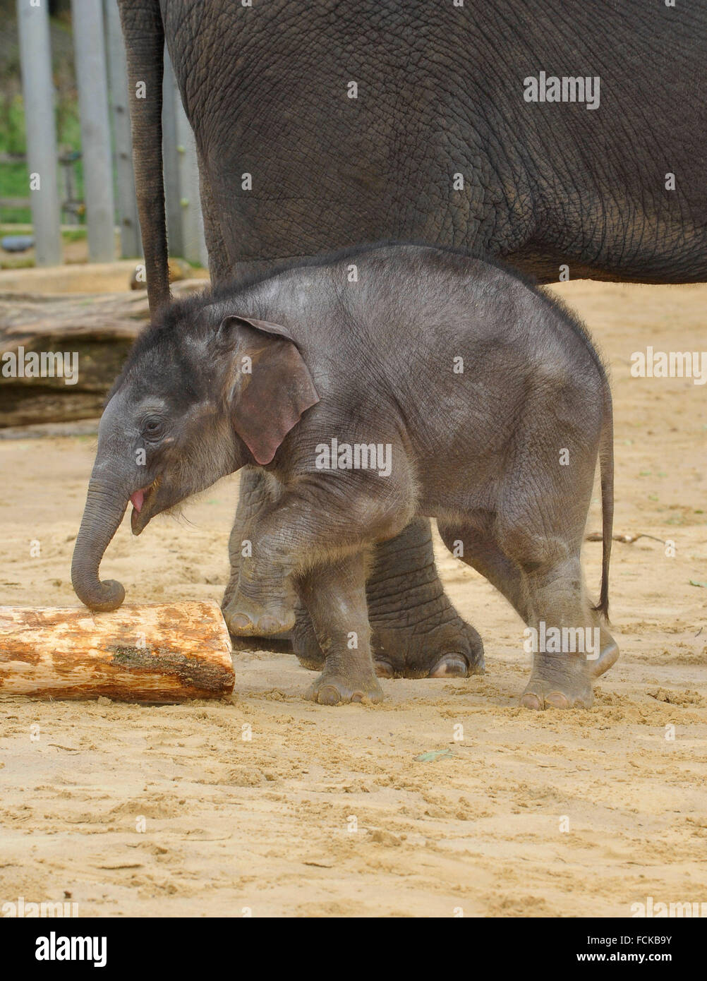 Asian elephant calf Stock Photo - Alamy