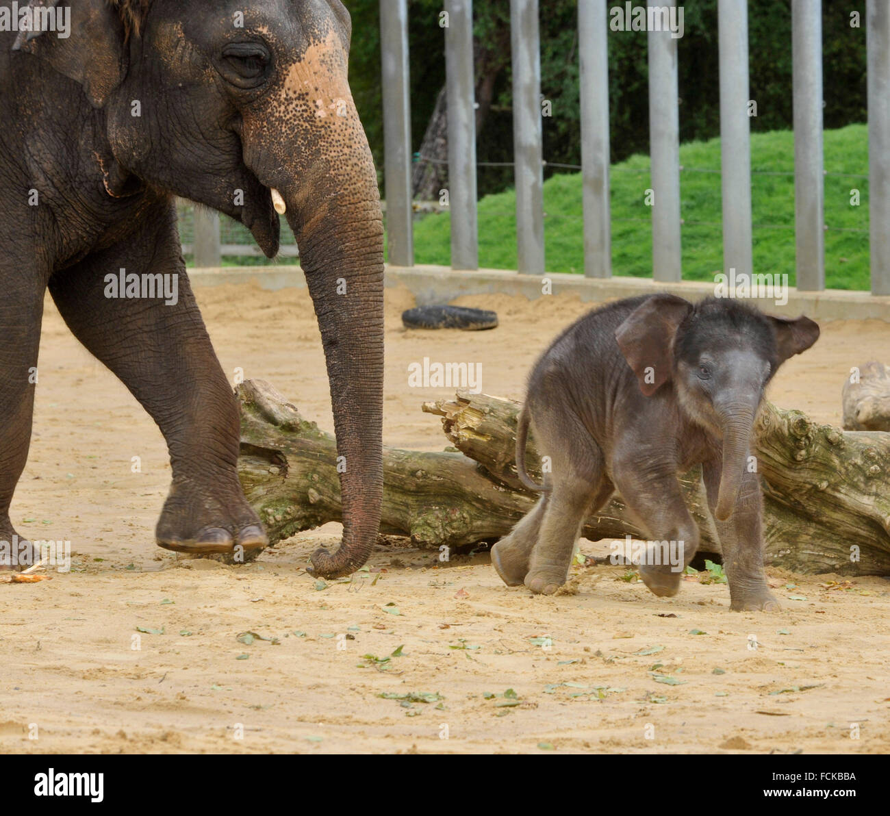 Asian elephant calf Stock Photo - Alamy