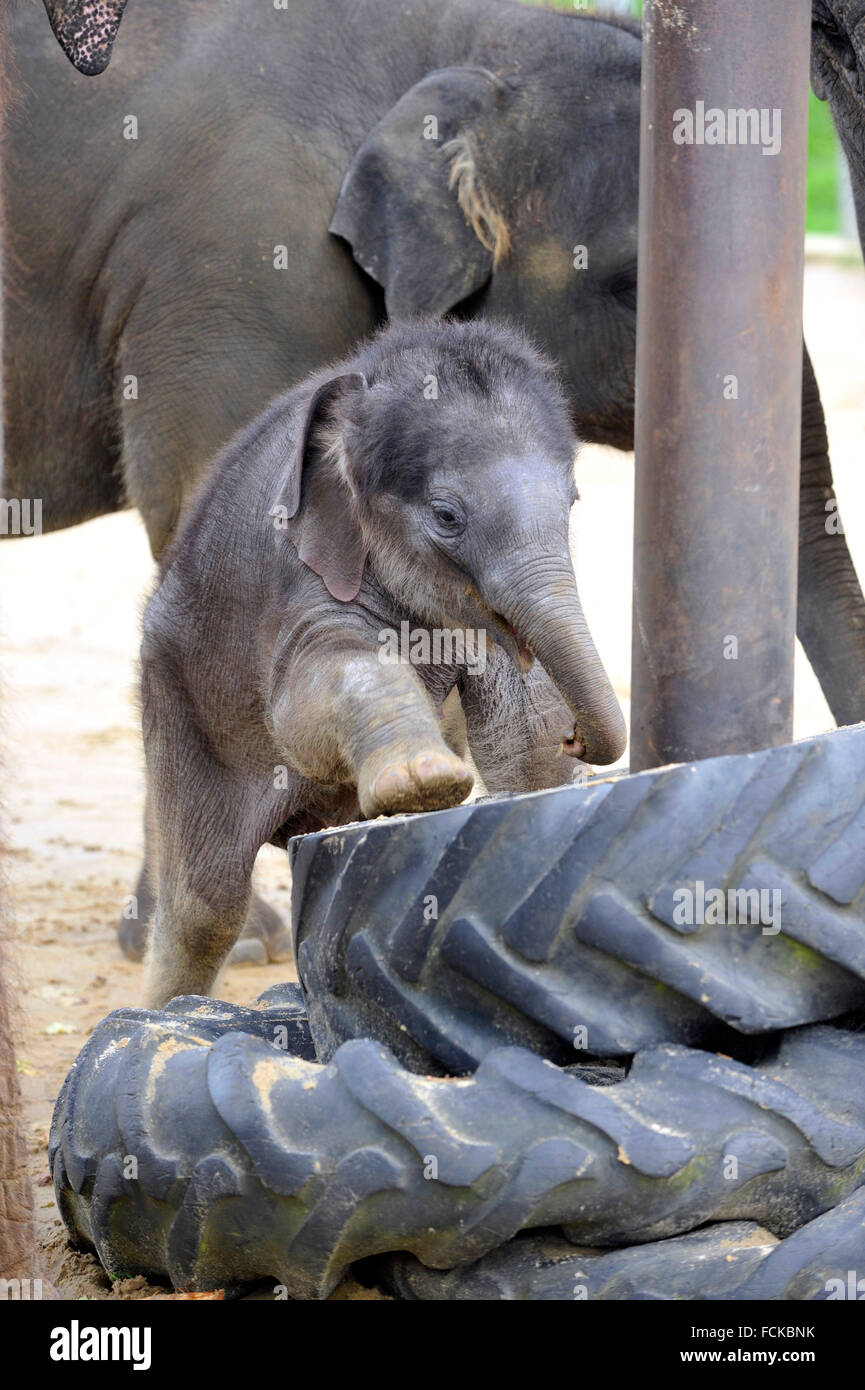 Asian elephant calf Stock Photo - Alamy