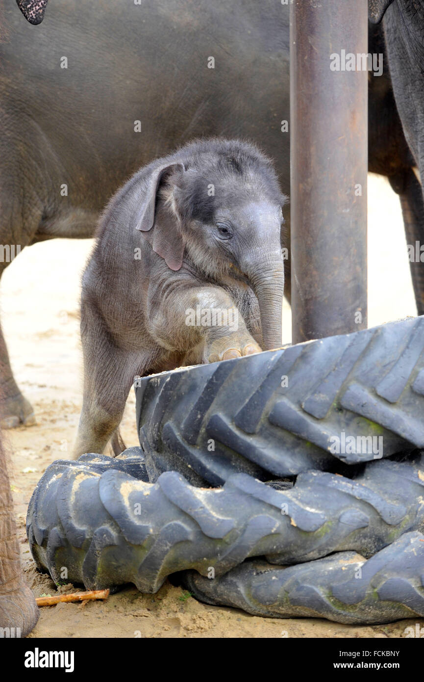 Asian elephant calf Stock Photo - Alamy