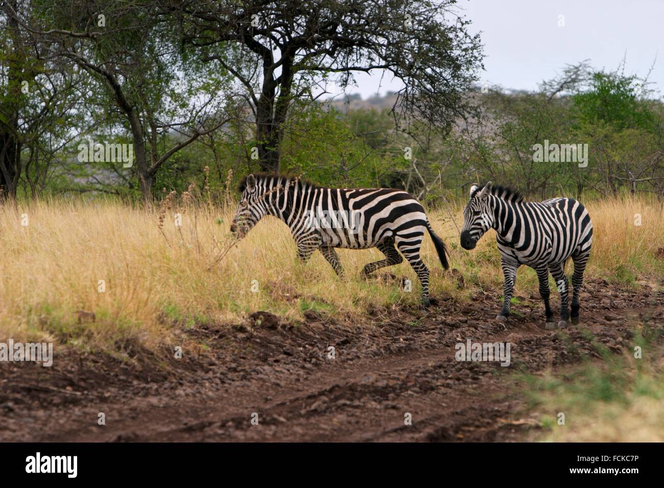 Zebras crossing the track in the Nechisar Park, Arbaminch, Africa Stock ...