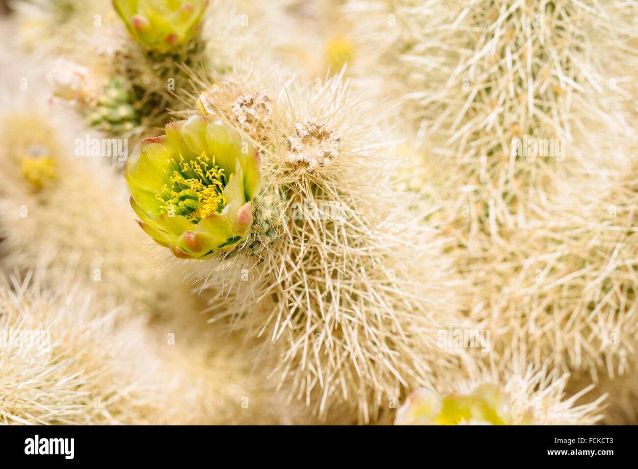 Teddy-bear cholla cactus (cylindropuntia bigelovii) in the Cholla ...