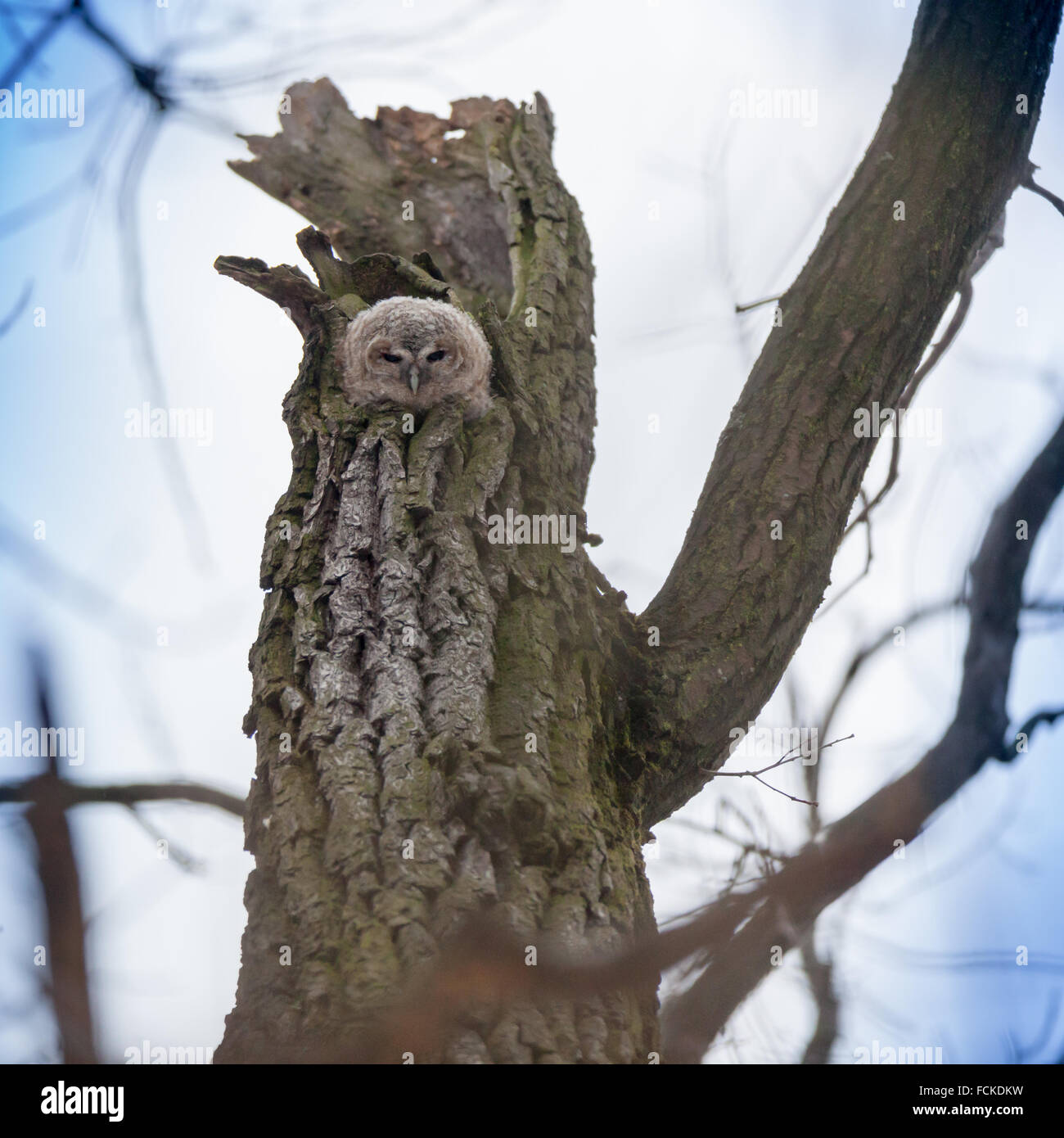 Tawny Owl (Strix aluco). Moscow. Russia Stock Photo - Alamy