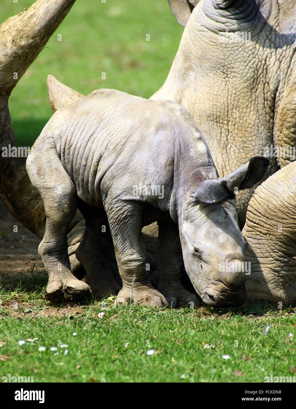 THE first baby rhinoceros in 43 years has been born at Cotswold ...