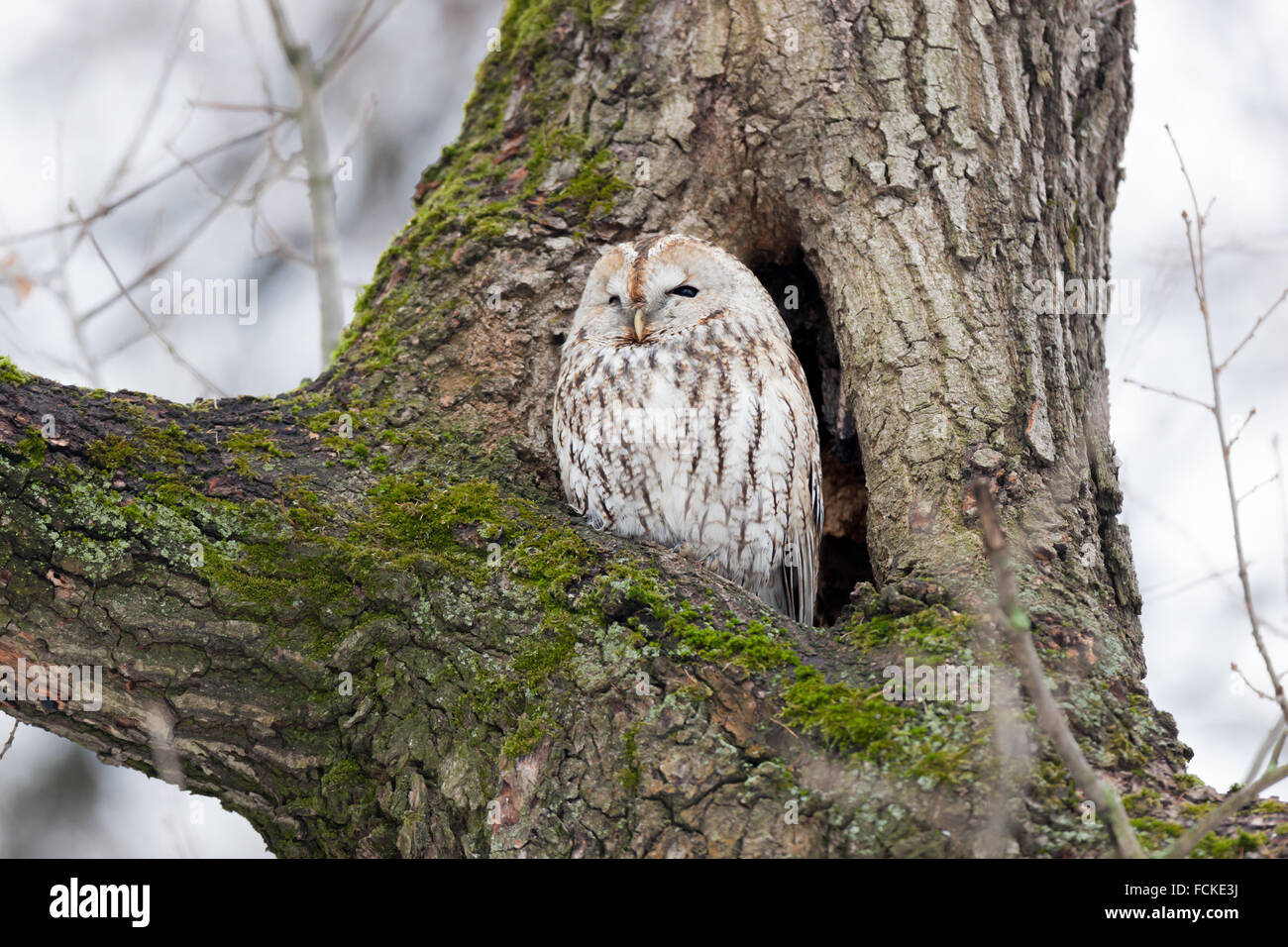 Tawny Owl (Strix aluco). Moscow. Russia Stock Photo - Alamy