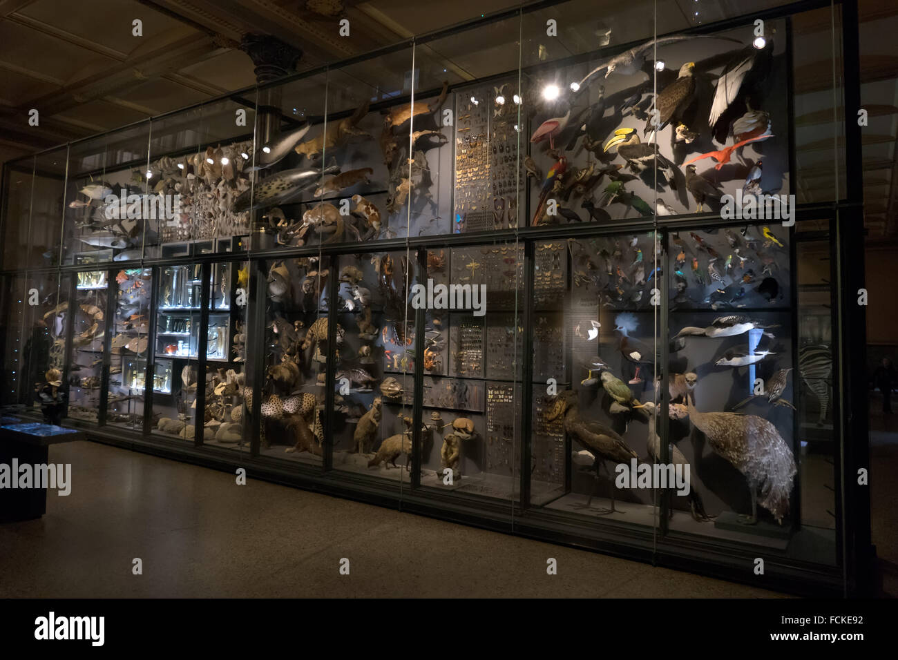 Berlin, German city, Germany. Museum fur Naturkunde, Naturkundemuseum ...