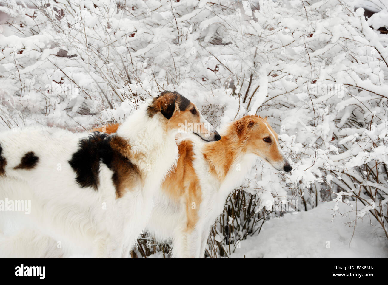 Borzoi sight-hounds at winter time Stock Photo - Alamy