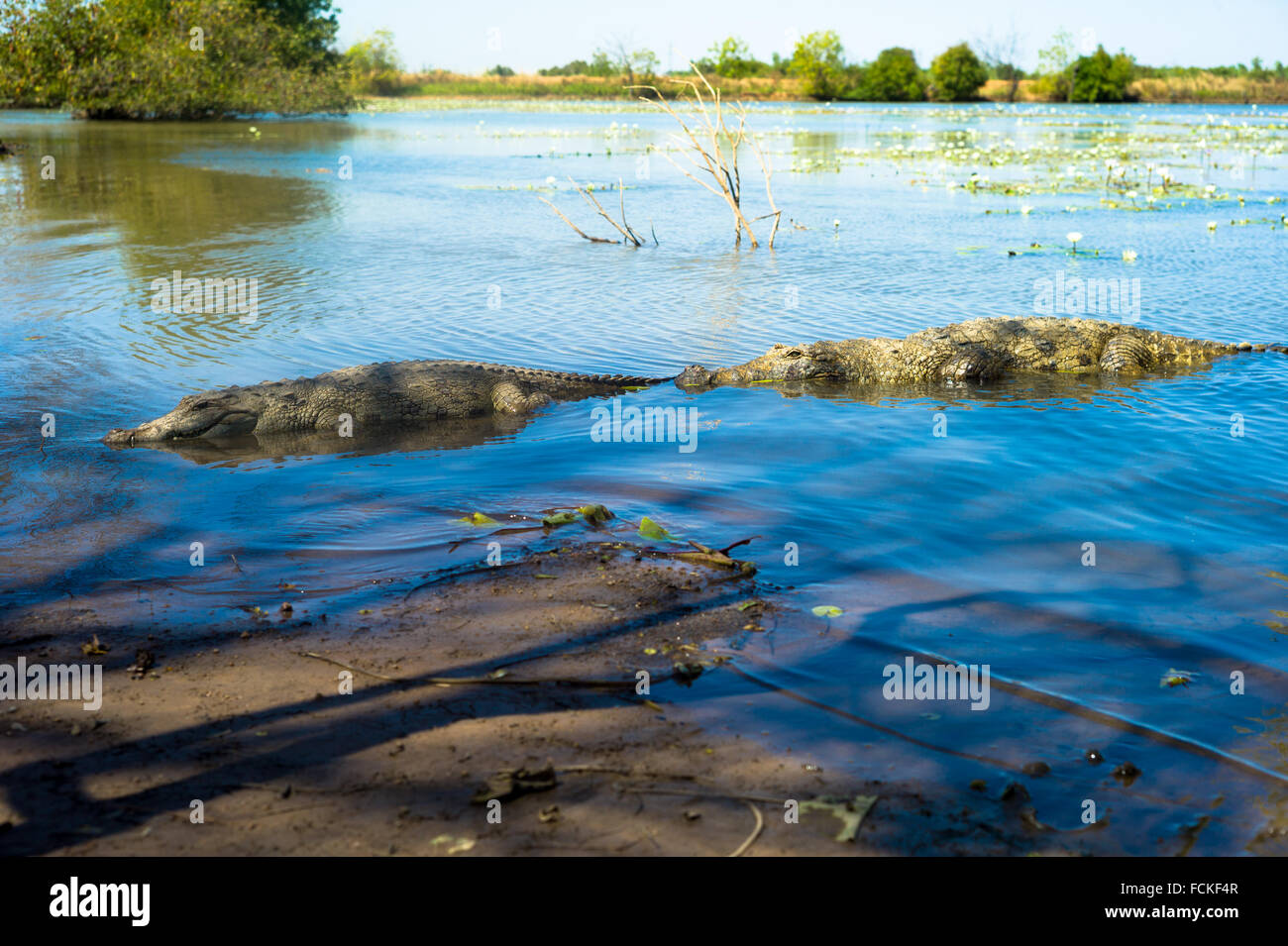 Sacred crocodile in Sabou, Burkina Faso, Africa Stock Photo - Alamy