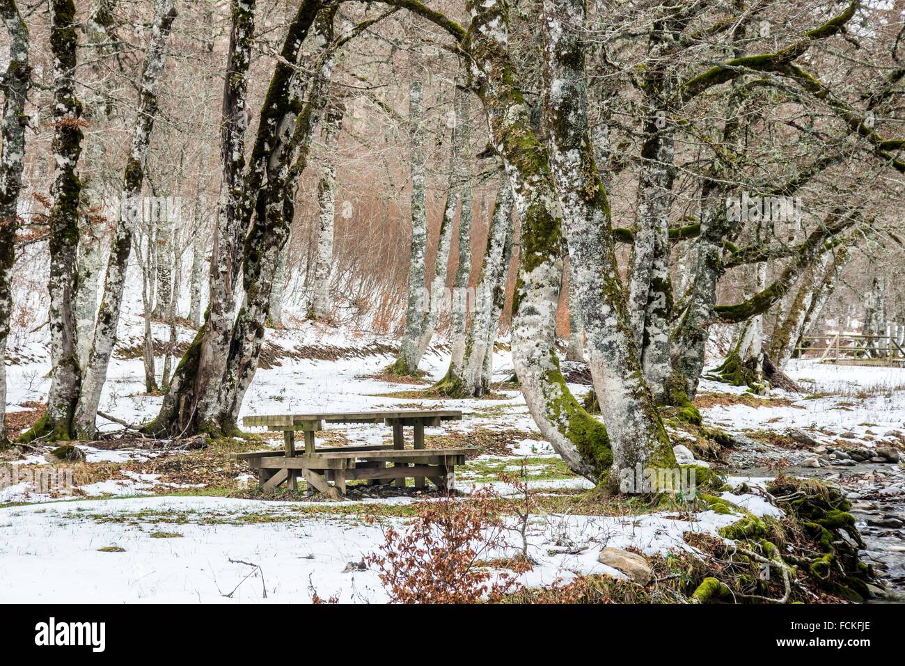 Linza High Resolution Stock Photography and Images - Alamy