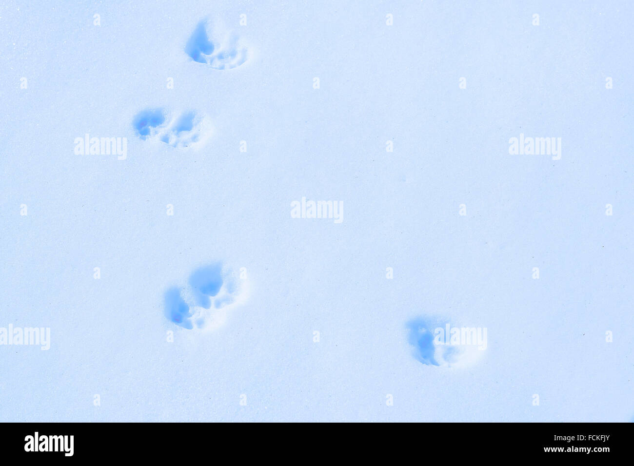 Winter wallpaper with animal footprints in deep snow Stock Photo - Alamy
