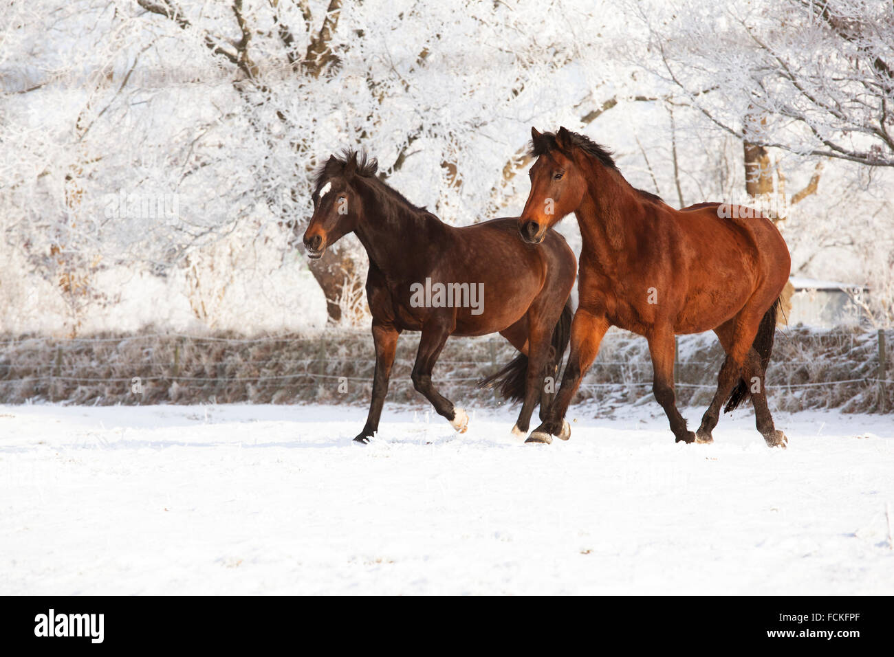 Holsteiner hi-res stock photography and images - Alamy