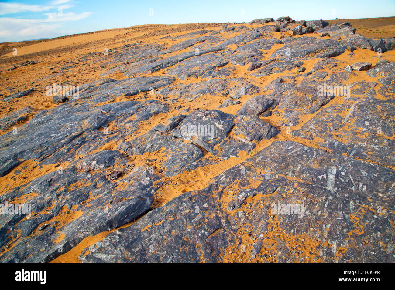 old fossil in the desert of morocco sahara and rock stone sky Stock ...