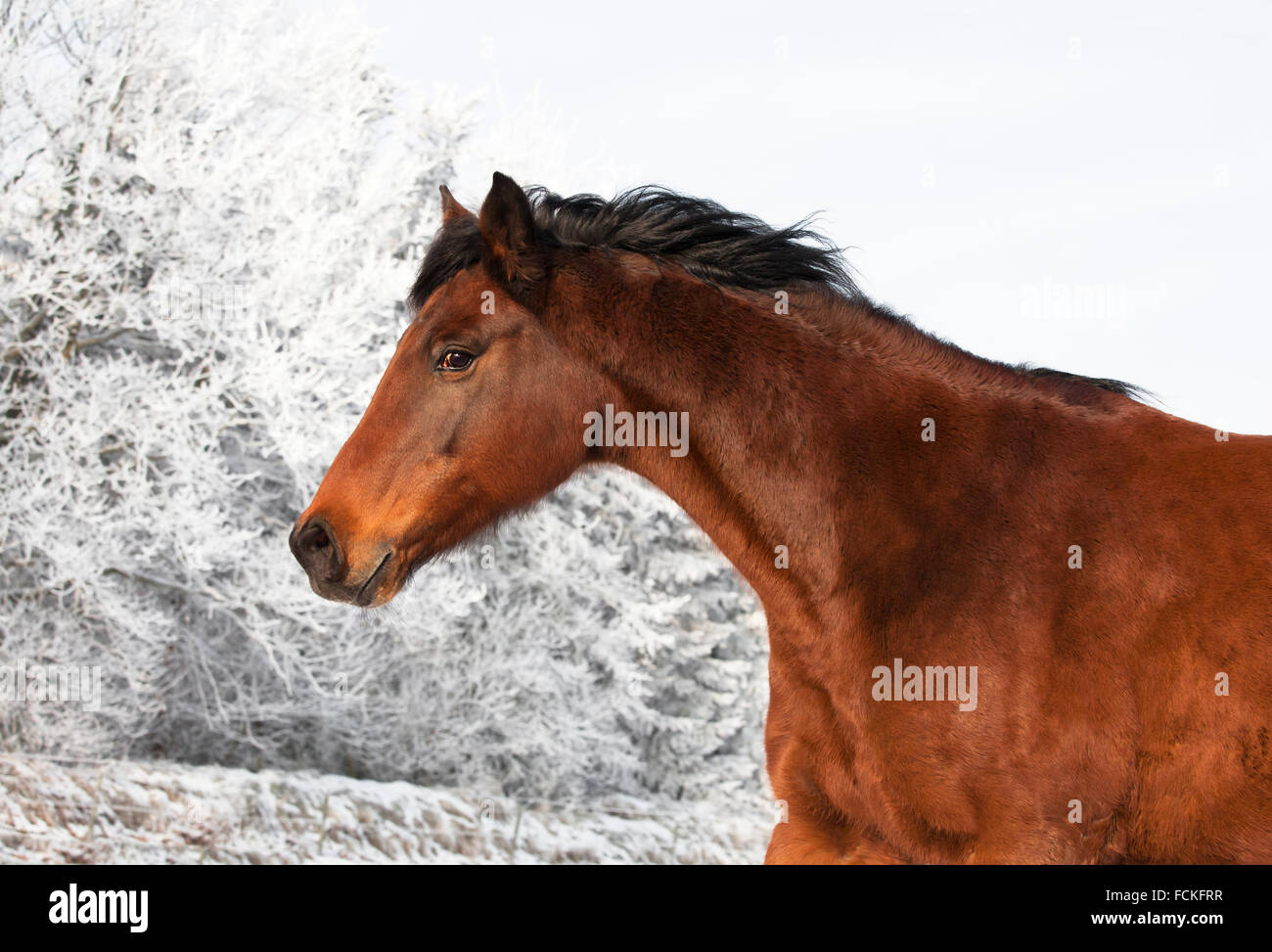 a brown Holstein mare in winter on a white willow Stock Photo - Alamy