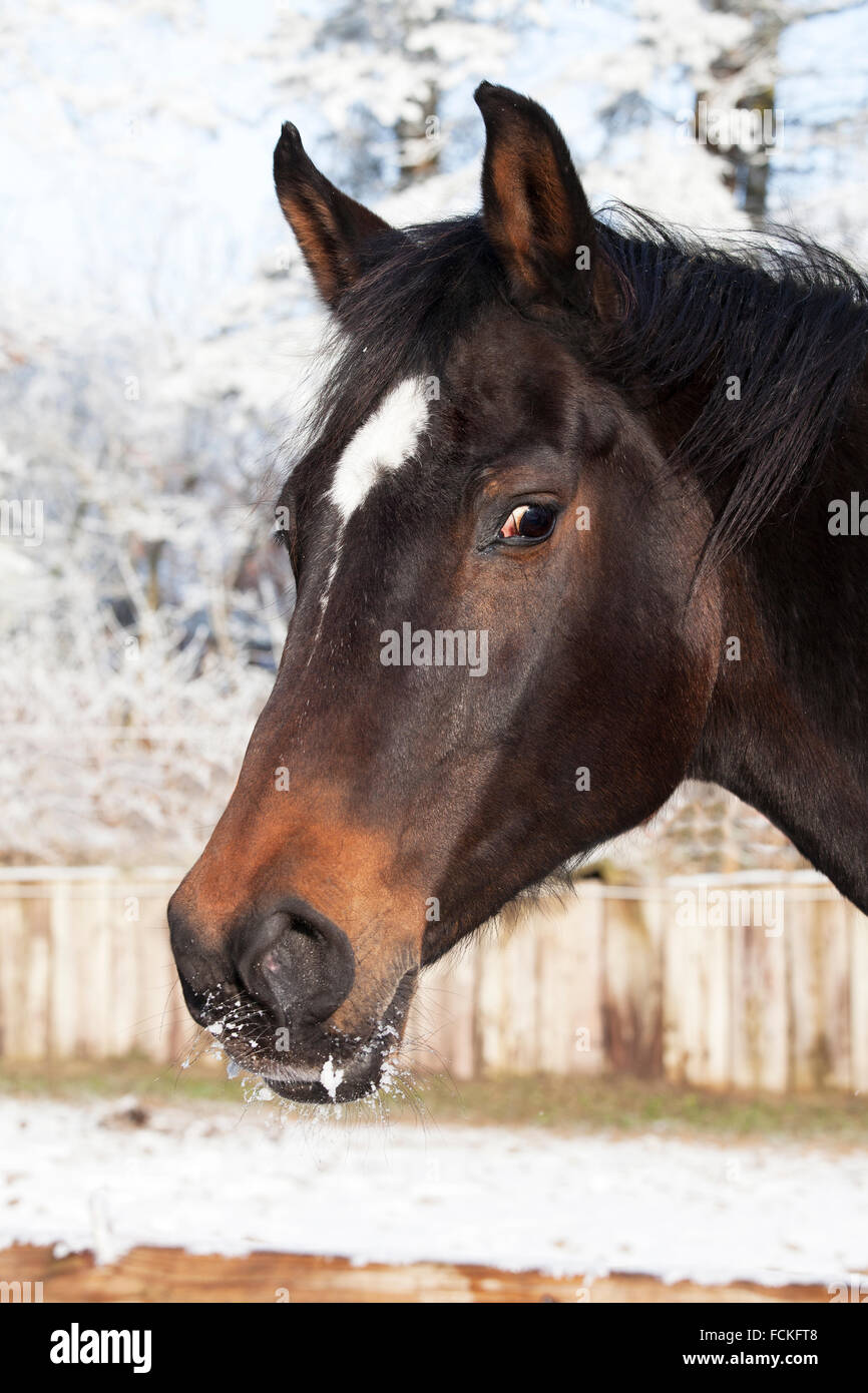 a brown Holstein mare in winter on a white willow Stock Photo - Alamy