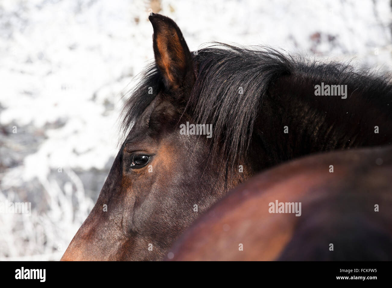 a brown Holstein mare in winter on a white willow Stock Photo - Alamy