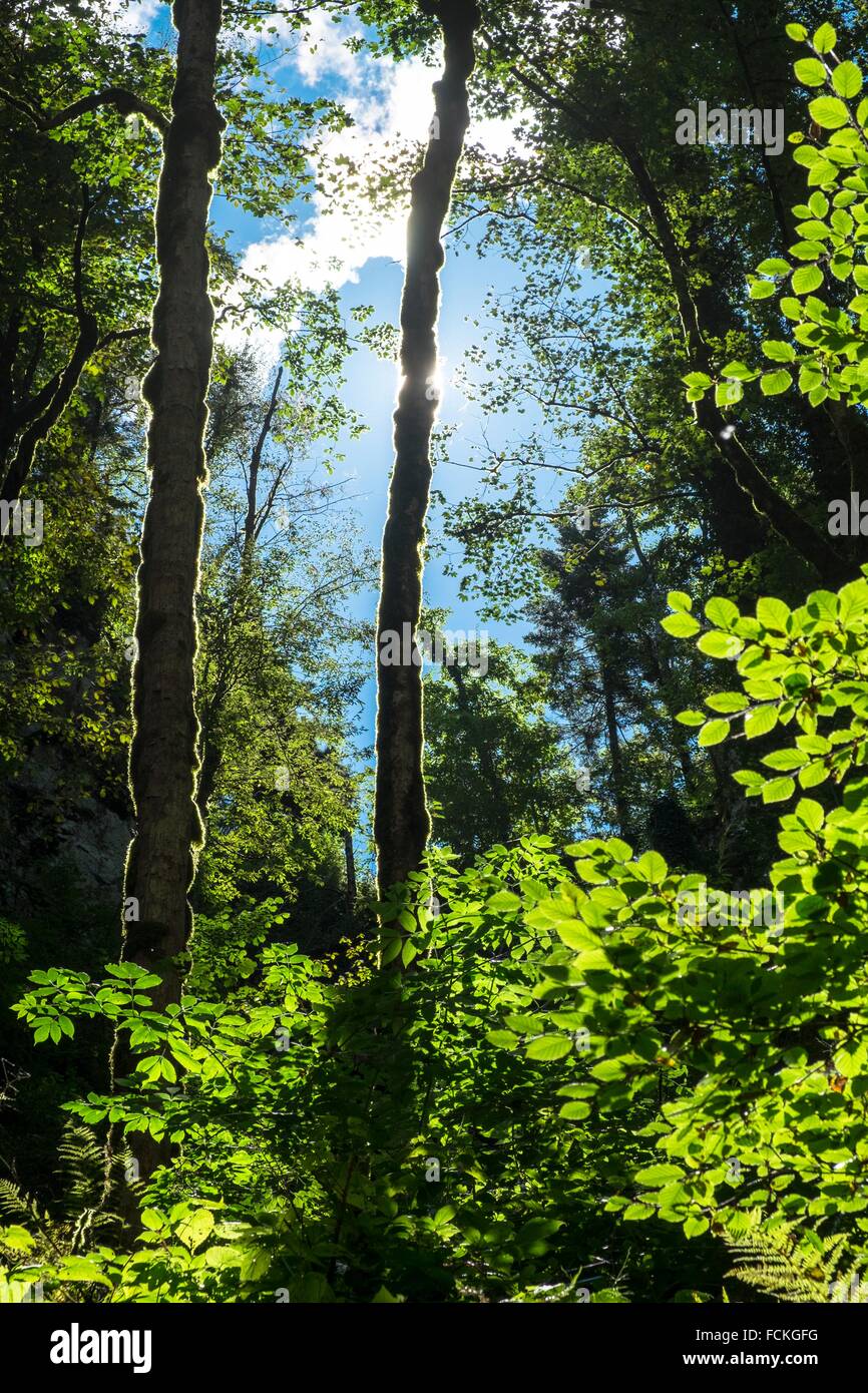 Rakov Š kocjan, Karst region Slovenia Stock Photo - Alamy
