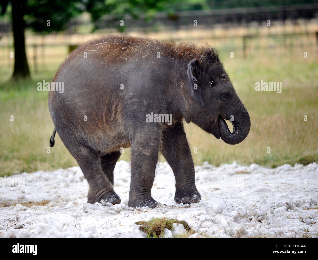 elephants playing in the snow at zsl whipsade zoo Stock Photo - Alamy