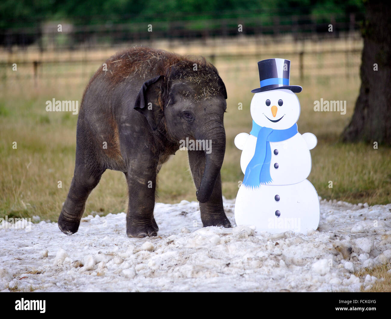 Elephants zoo snow hi-res stock photography and images - Alamy