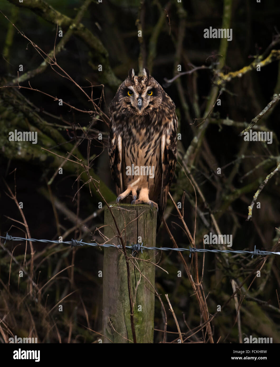 Wild Short Eared Owl Asio Flammeus gives a piercing defensive stare ...