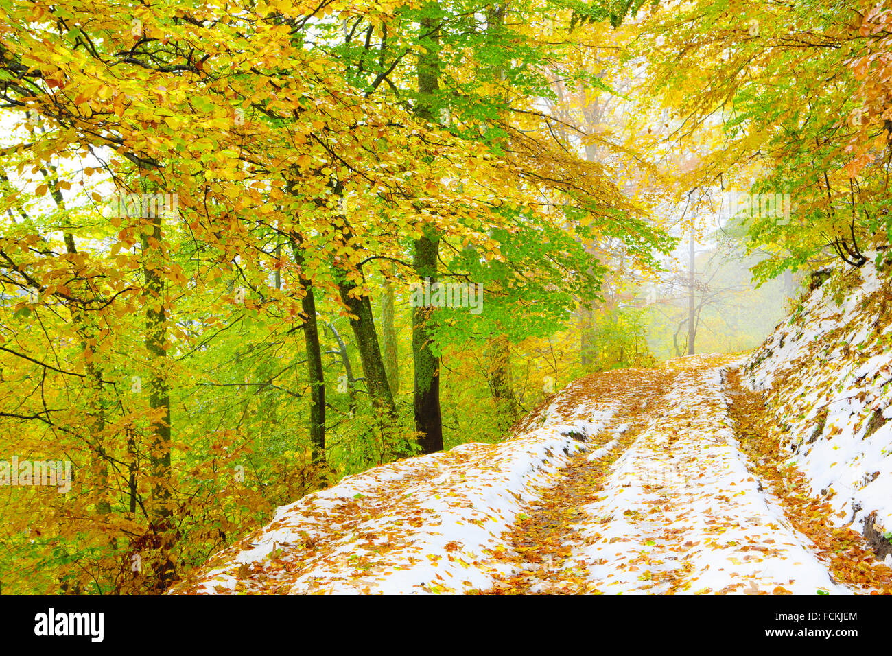 Autumn beech forest in the fog and the first snow Stock Photo - Alamy