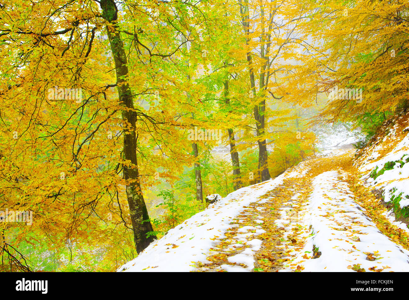 Autumn beech forest in the fog and the first snow Stock Photo - Alamy