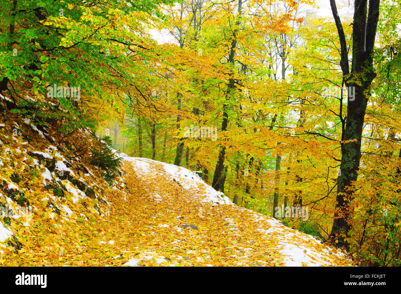 Autumn beech forest in the fog and the first snow Stock Photo - Alamy
