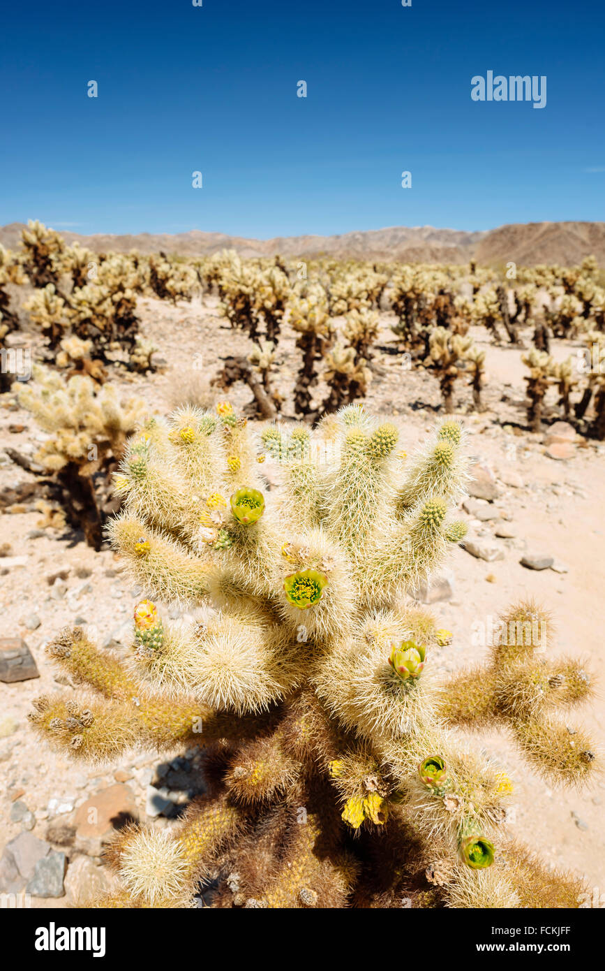 Teddy-bear cholla cactus (cylindropuntia bigelovii) in the Cholla ...