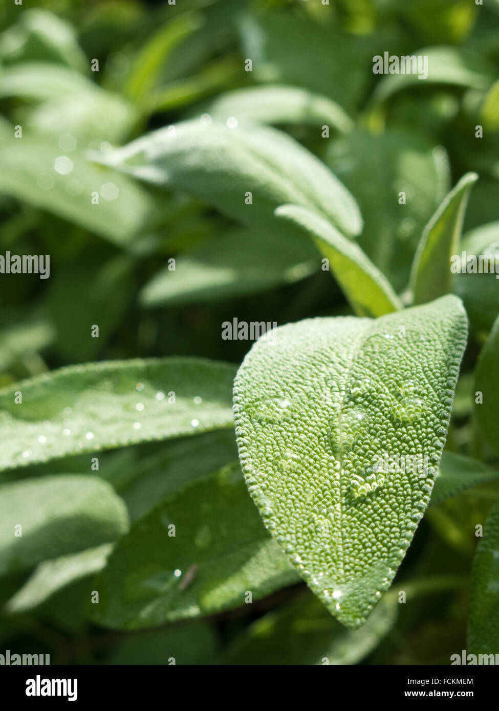 The aromatic culinary herb called Salvia officinalis or sage with water ...