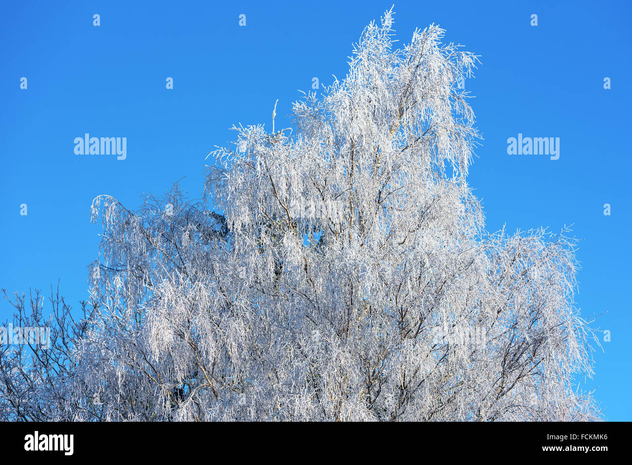 A lovely birch tree top covered in frost against a clear blue sky Stock ...