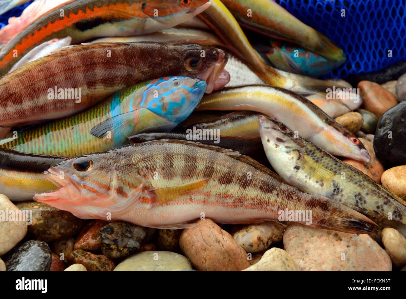 Mediterranean Rainbow Wrasse Fish High Resolution Stock Photography and ...