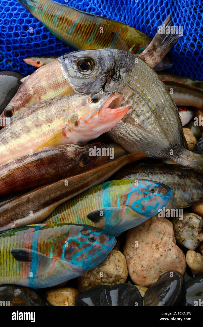 Eatable fish hi-res stock photography and images - Alamy