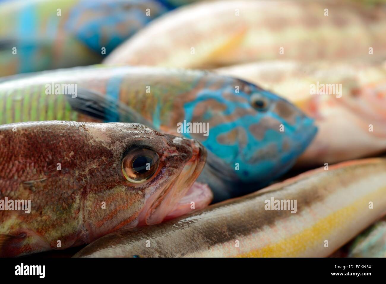 Mediterranean Rainbow Wrasse Fish High Resolution Stock Photography and ...