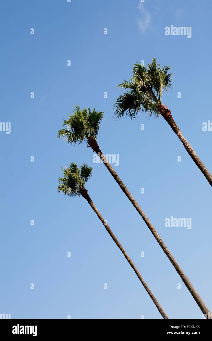 Ibusuki town, Kagashima prefecture, Japan Stock Photo - Alamy