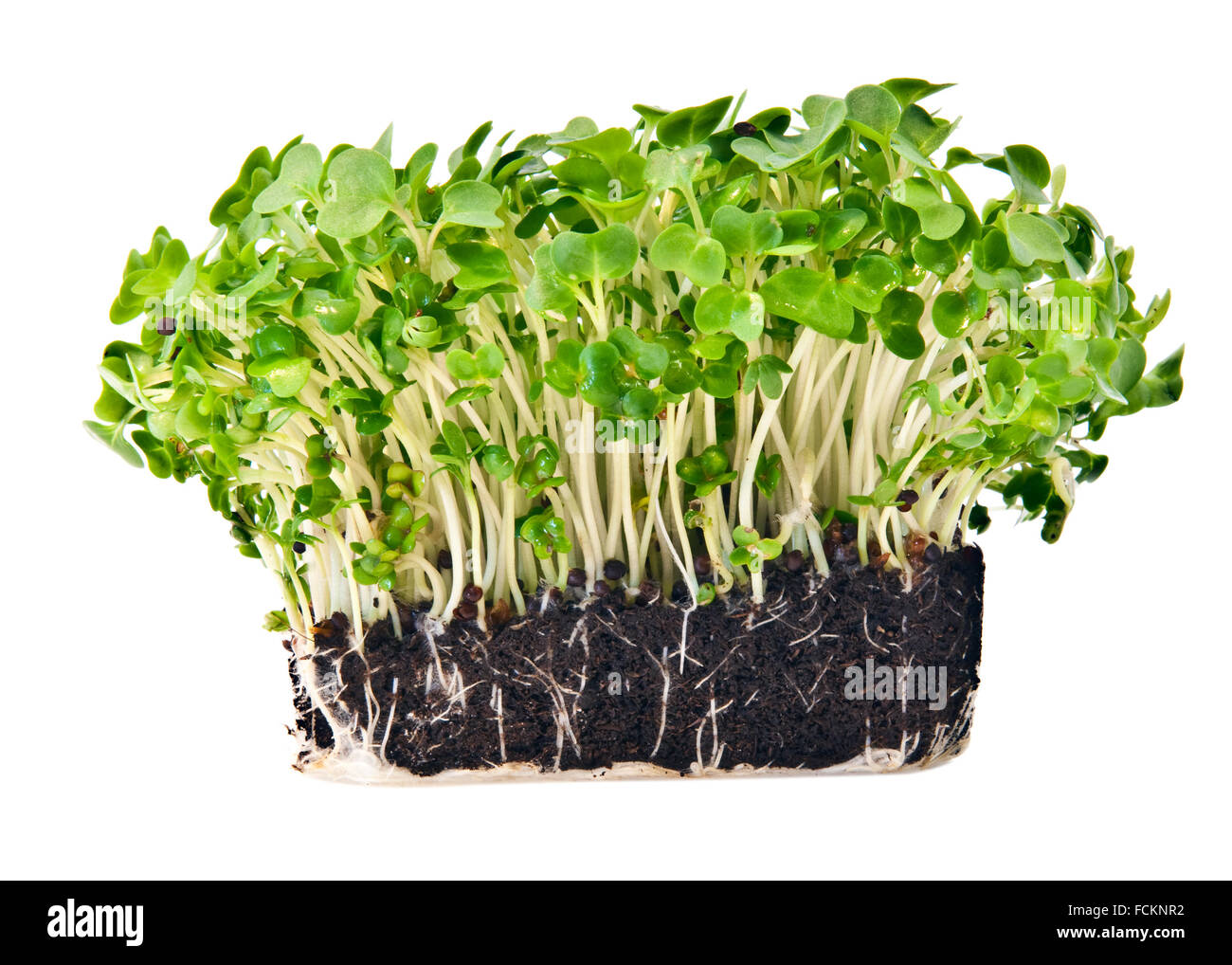 Fresh mustard and cress set against a white background Stock Photo - Alamy