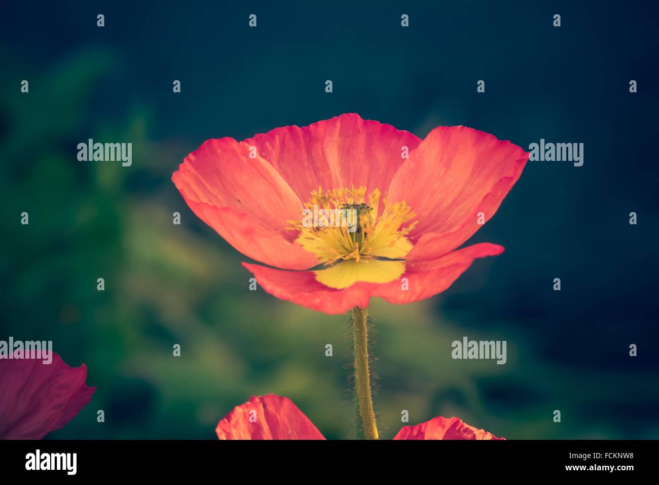 Vintage poppy wallpaper hi-res stock photography and images - Alamy