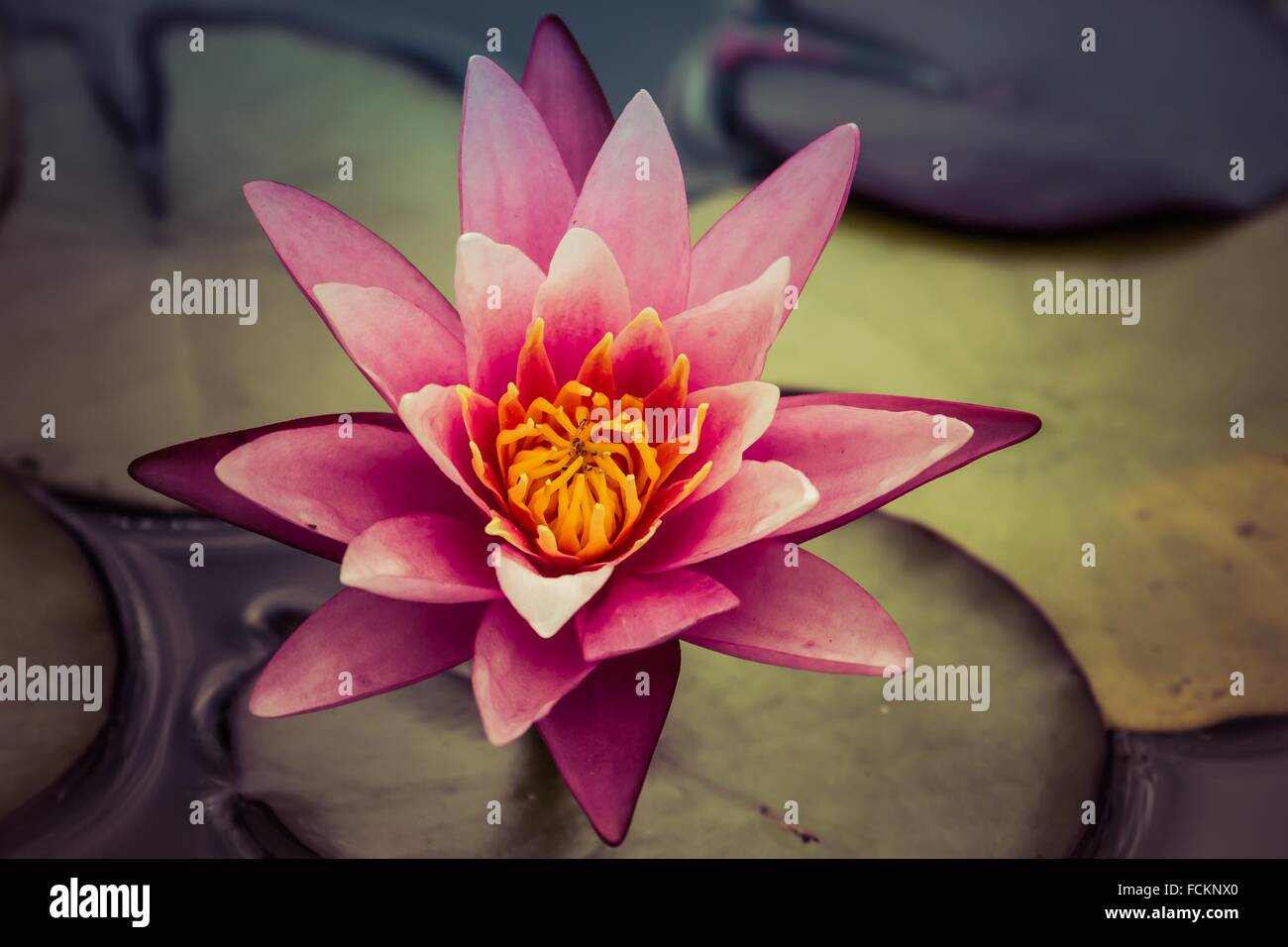 Vintage lilly hi-res stock photography and images - Alamy