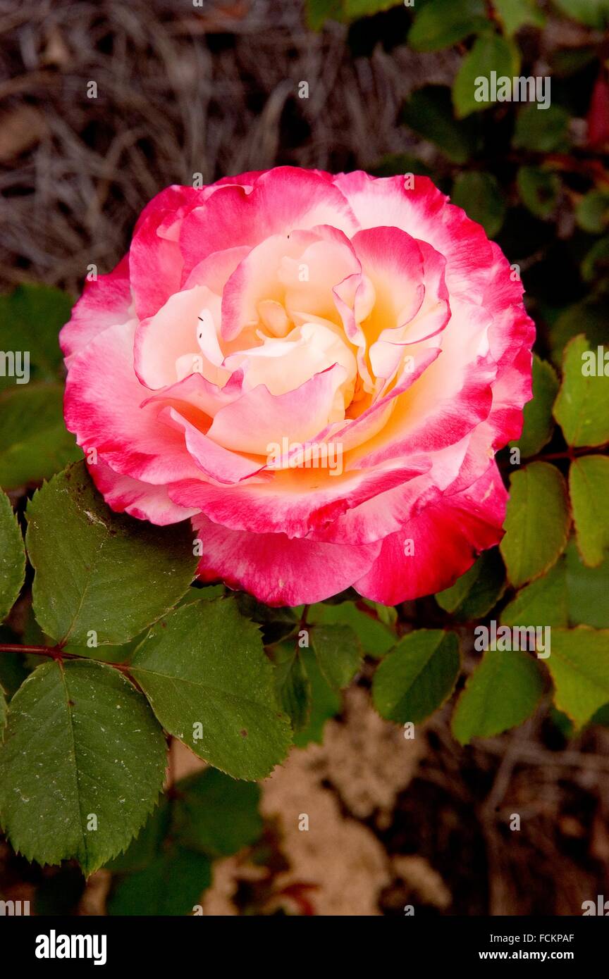 Hybrid rose in pink and white Stock Photo - Alamy