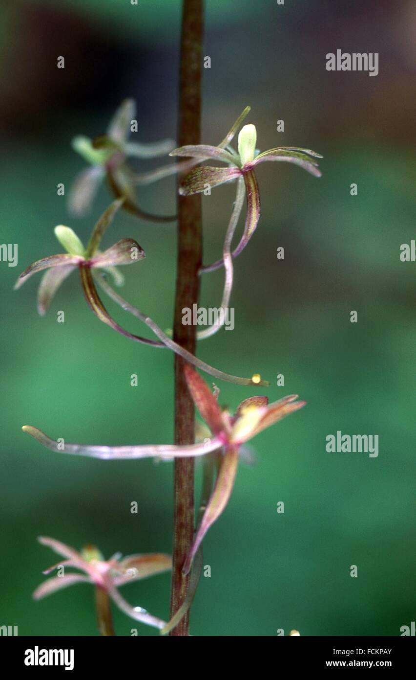 Scientific name of flower hi-res stock photography and images - Alamy
