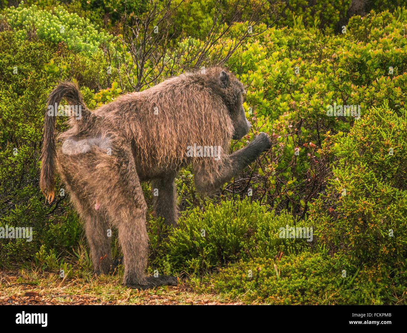 Chacma Baboons. Male troupe leader foraging for berries in the ...