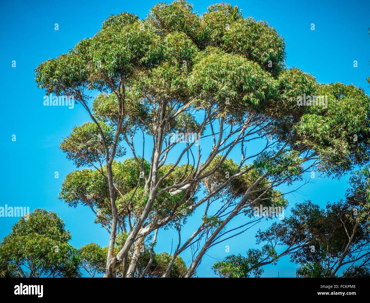 Gumtrees High Resolution Stock Photography and Images - Alamy