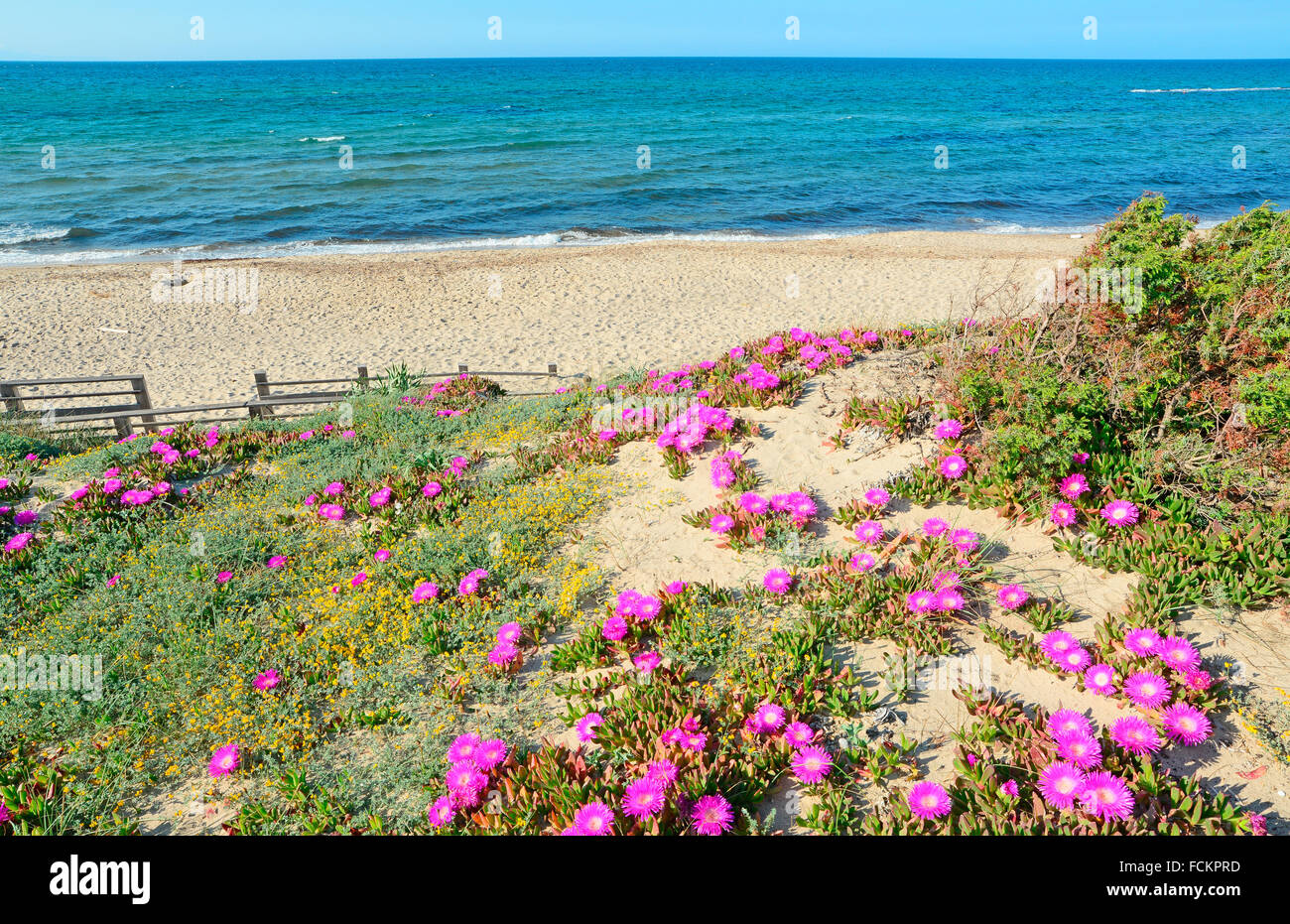 pink flowers on sand dunes in Platamona beach, Sardinia Stock Photo - Alamy