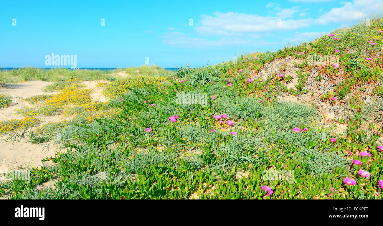 pink flowers on sand dunes in Platamona beach, Sardinia Stock Photo - Alamy