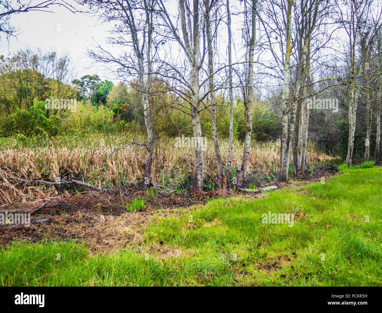 Dense indigenous forest. Cape Town, South Africa Stock Photo - Alamy