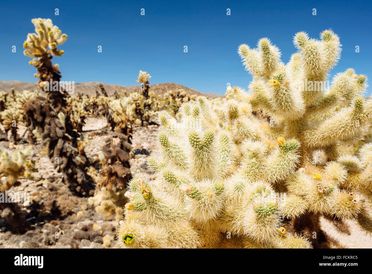 Teddy-bear cholla cactus (cylindropuntia bigelovii) in the Cholla ...