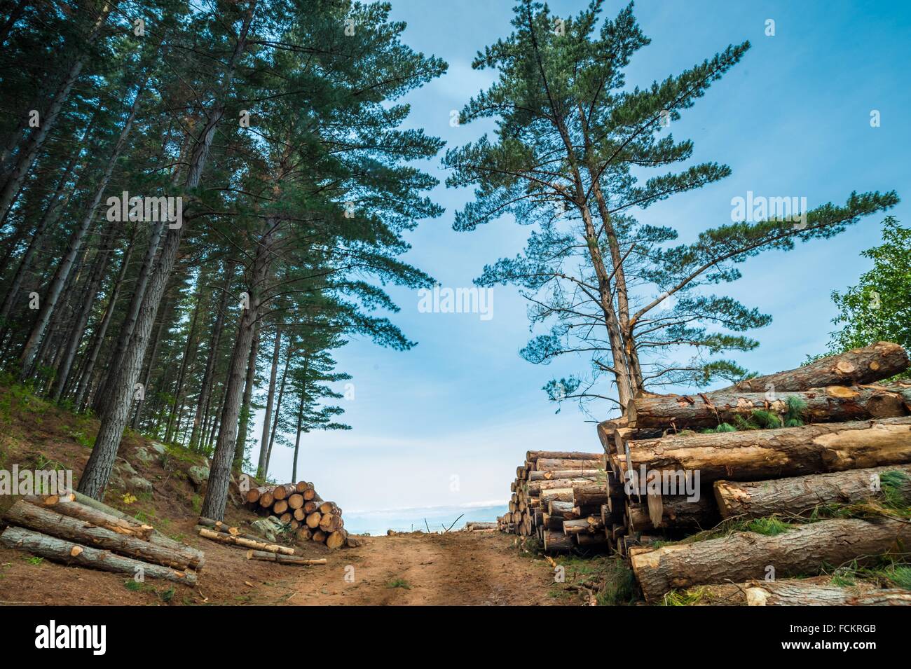 Timber Plantation Harvest. Logs ready for removal to the timber mill ...