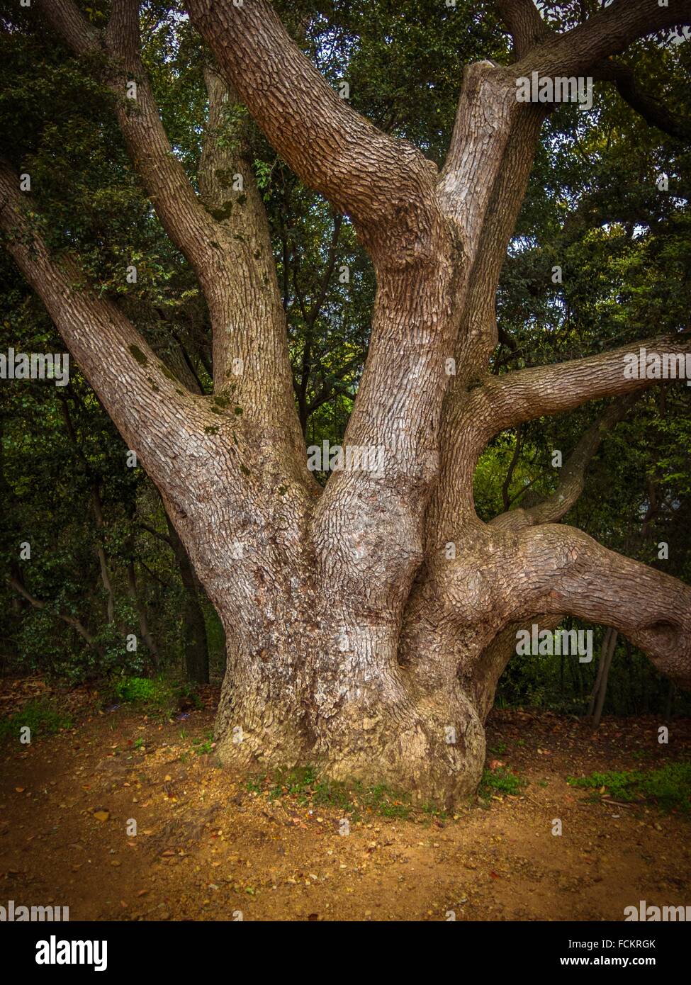 Lumpy ground hi-res stock photography and images - Alamy